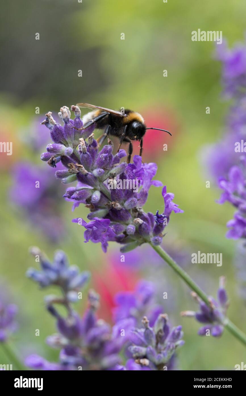 White Tailed Bumble Bee Bombus lucorum on a flower in a garden in ...