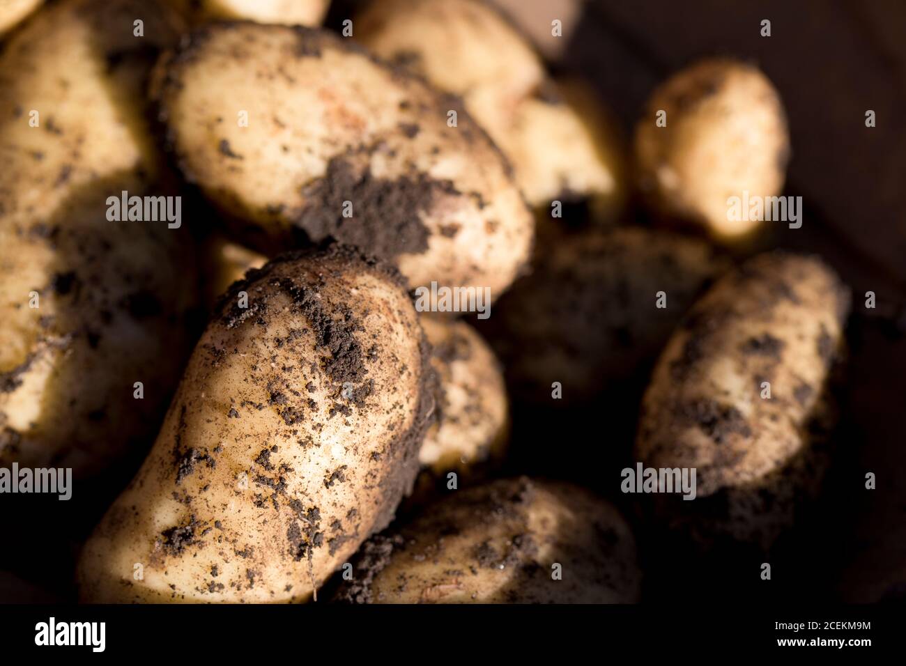 New potatoes in soil hi-res stock photography and images - Alamy