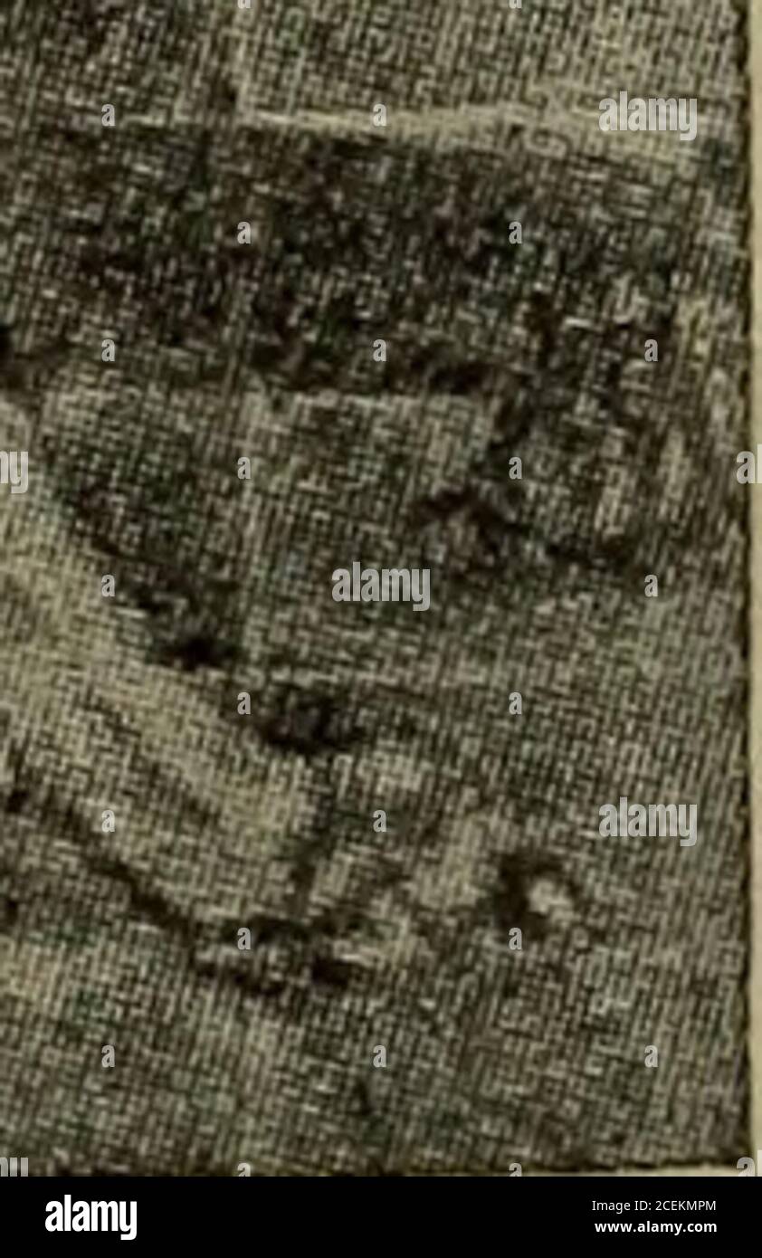 Babylon lion mosaic hi-res stock photography and images - Alamy