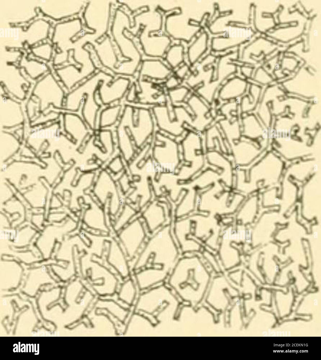 Floating crystalwort riccia fluitans hi-res stock photography and ...