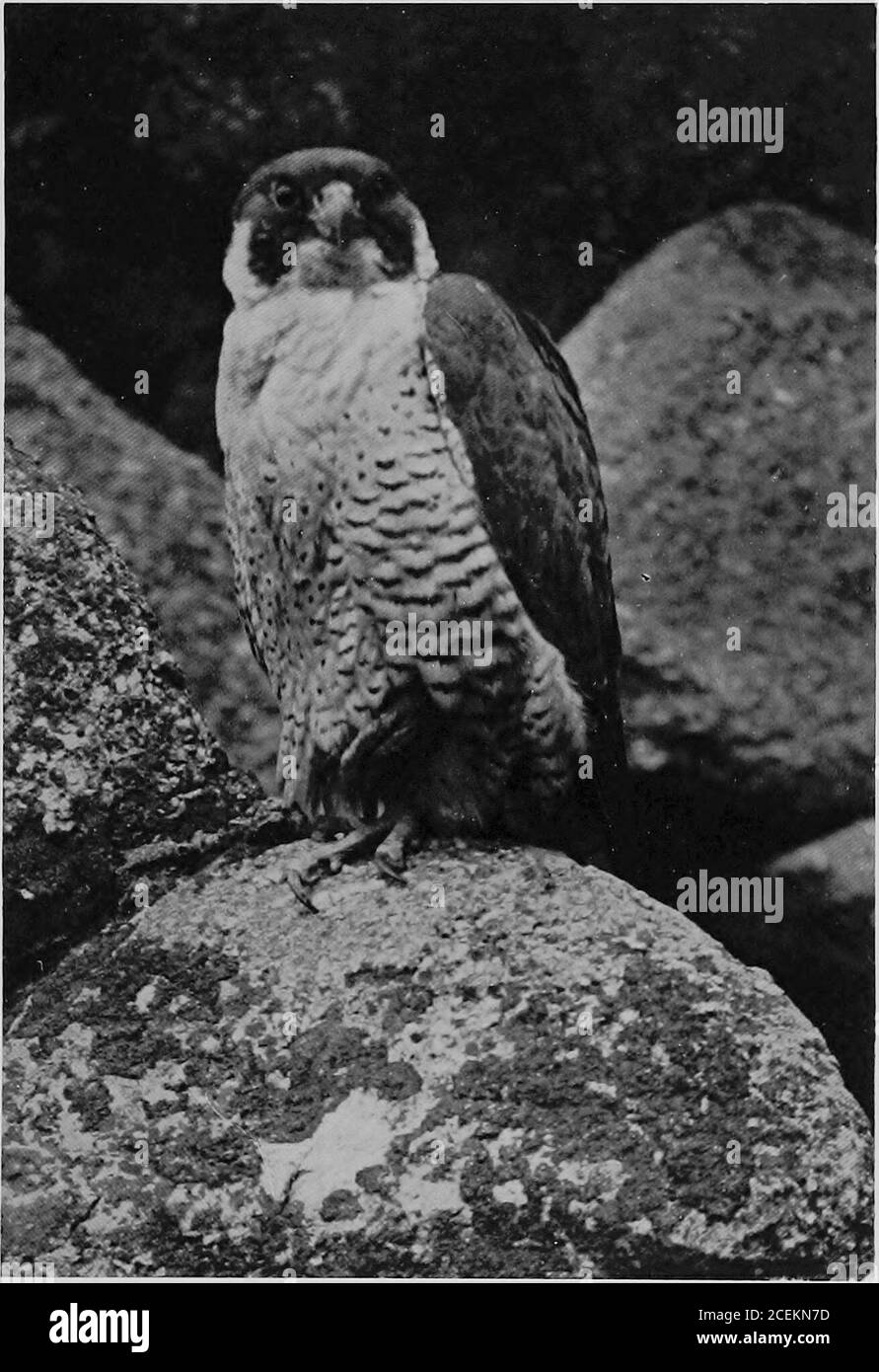 Peregrine falcon open wings bird hi-res stock photography and images ...