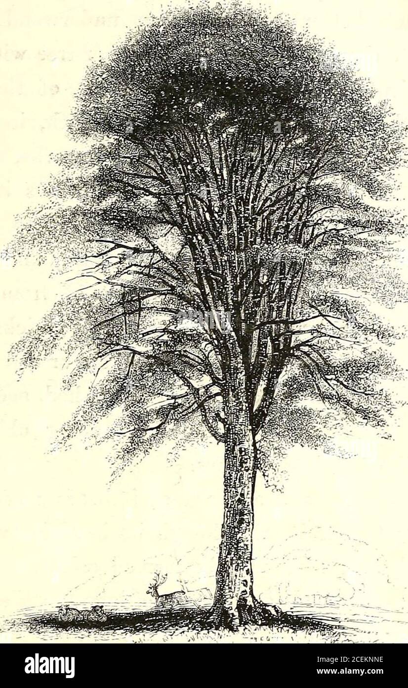 Carpinus genus hi-res stock photography and images - Alamy