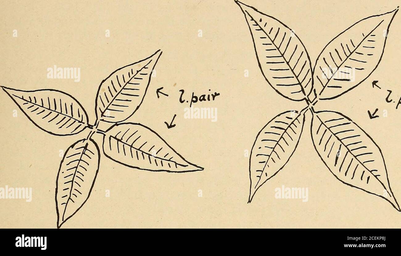 Bilobed leaves hi-res stock photography and images - Alamy