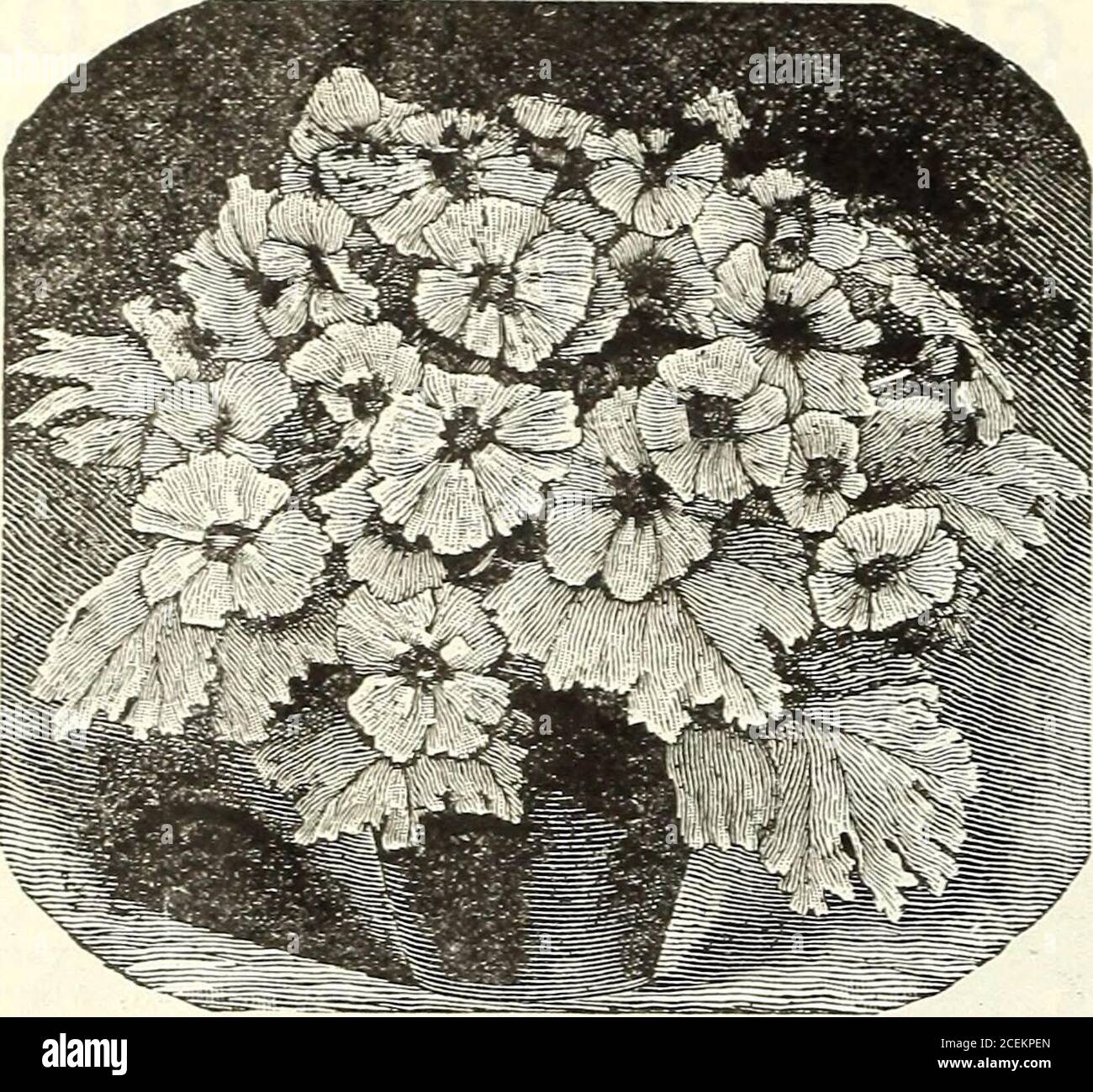 Miss primrose hi-res stock photography and images - Alamy