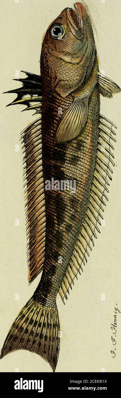 Systema ichthyologiae iconibus cx illustratum v hi-res stock photography and images - Alamy