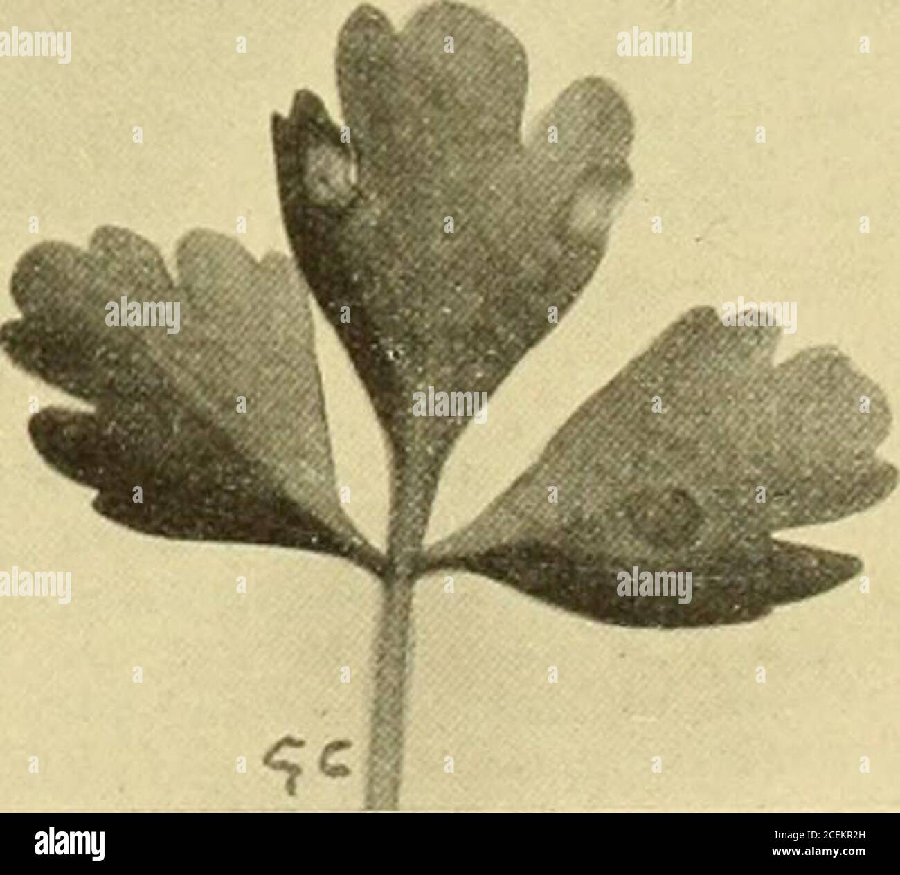 . The Gardeners' chronicle : a weekly illustrated journal of ...