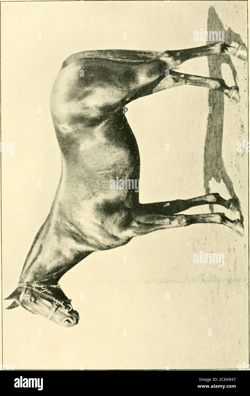 William muldoon hi-res stock photography and images - Alamy