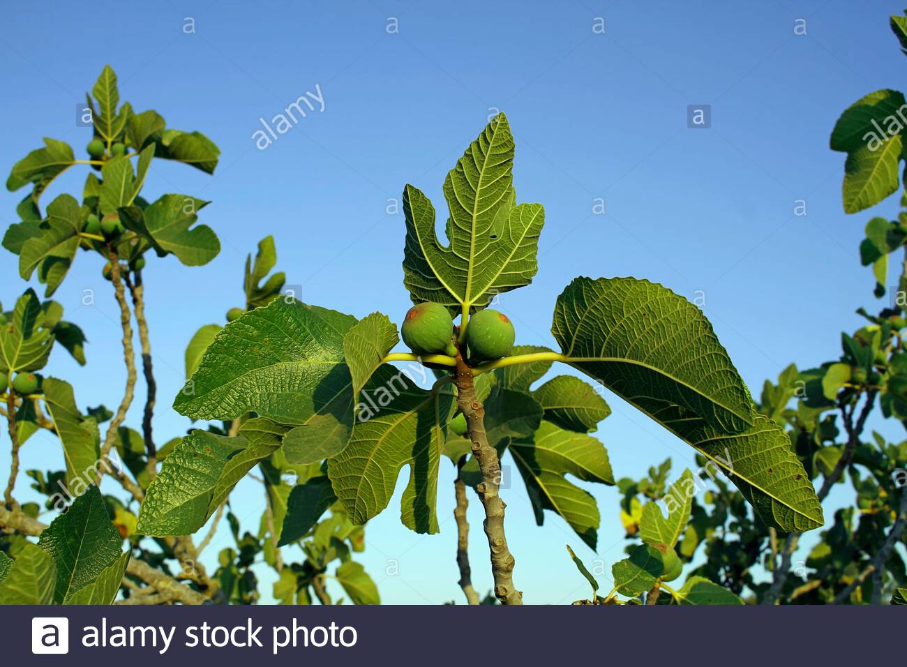 Edible Fig Tree High Resolution Stock Photography and Images - Alamy