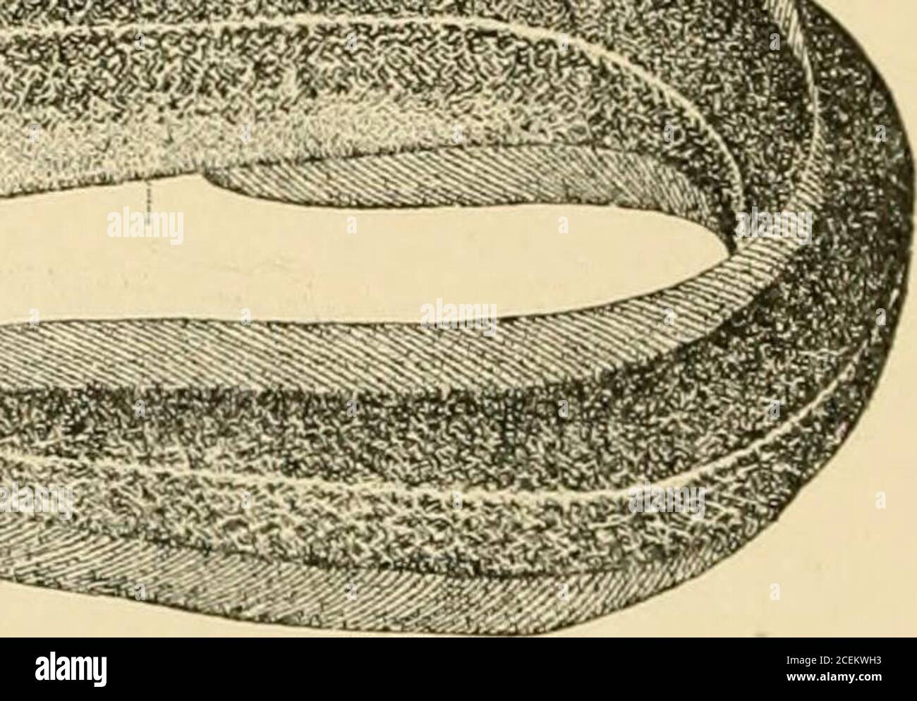 Common eel anguilla anguilla hi-res stock photography and images - Alamy