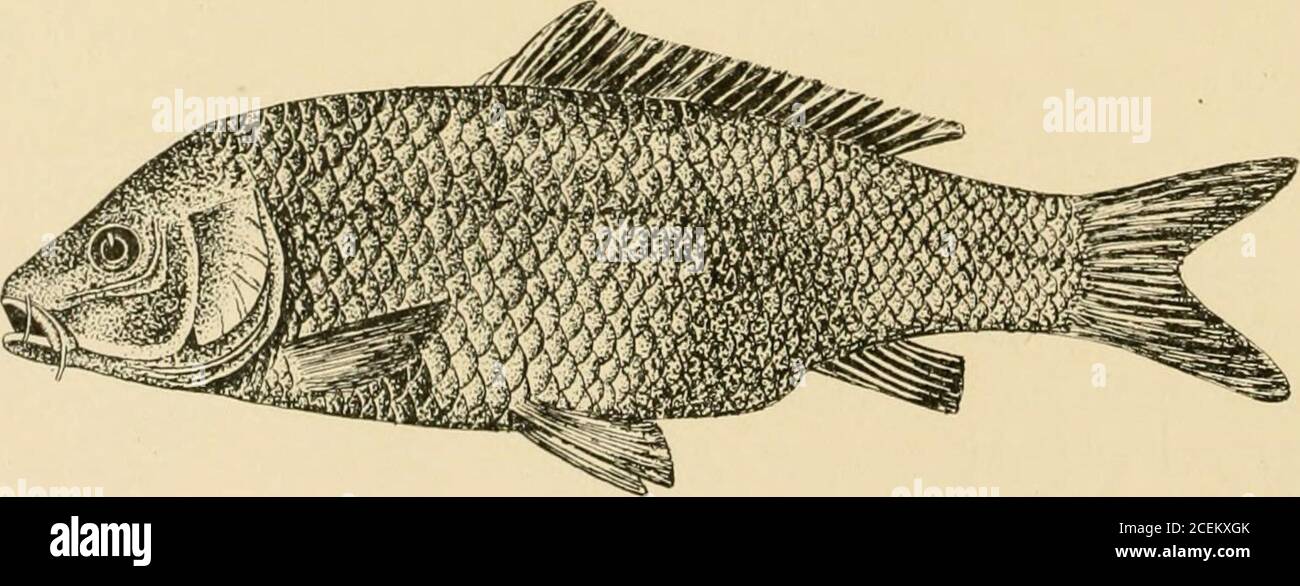 Tench illustrations hi-res stock photography and images - Alamy