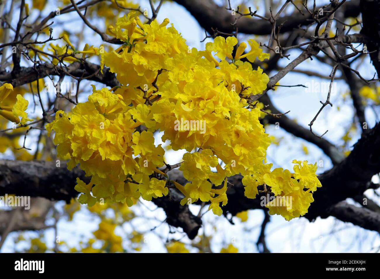 Bloom detail in yellow ipe tree with bright blue sky Stock Photo - Alamy