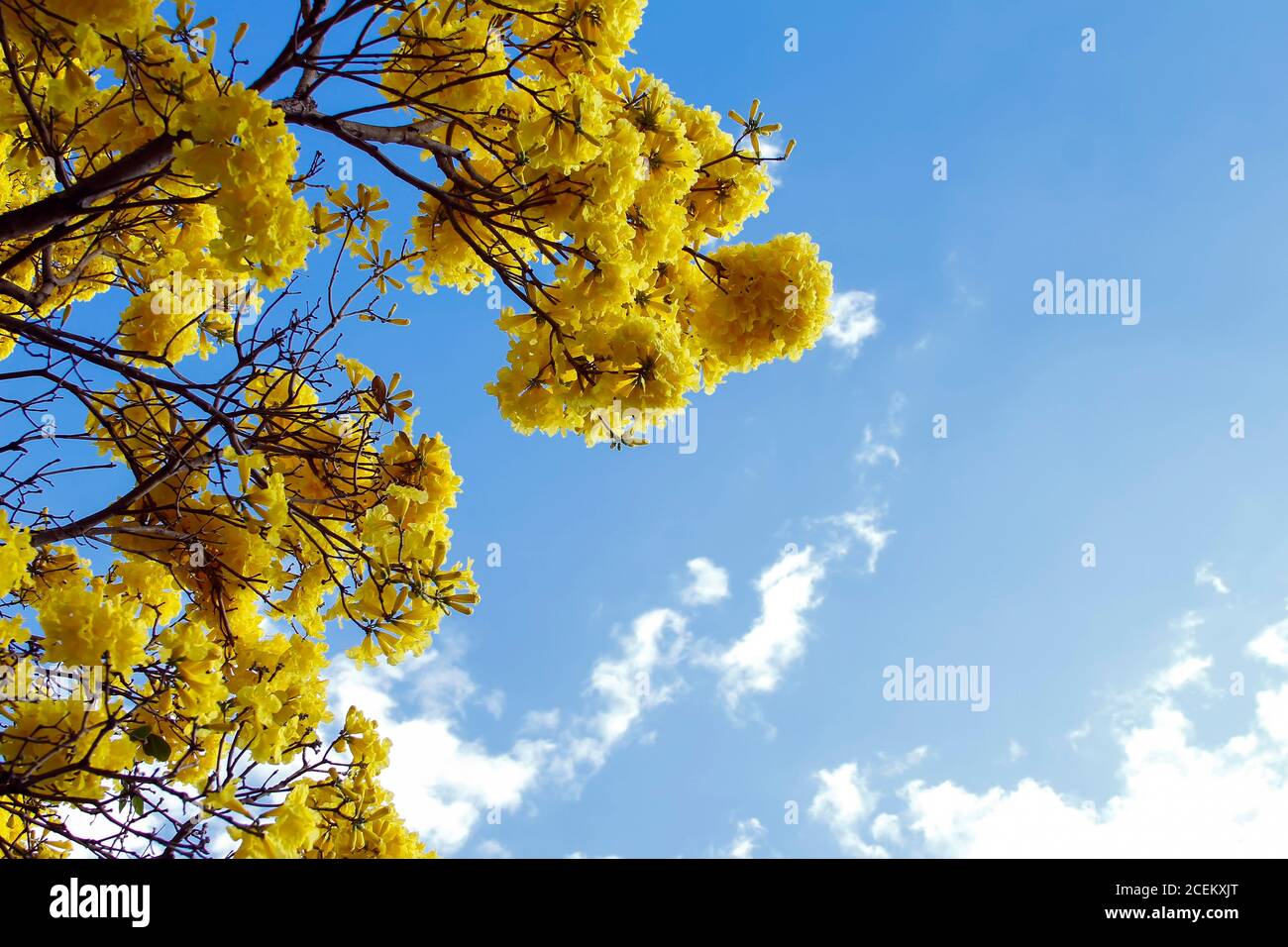 Bloom detail in yellow ipe tree with bright blue sky Stock Photo - Alamy