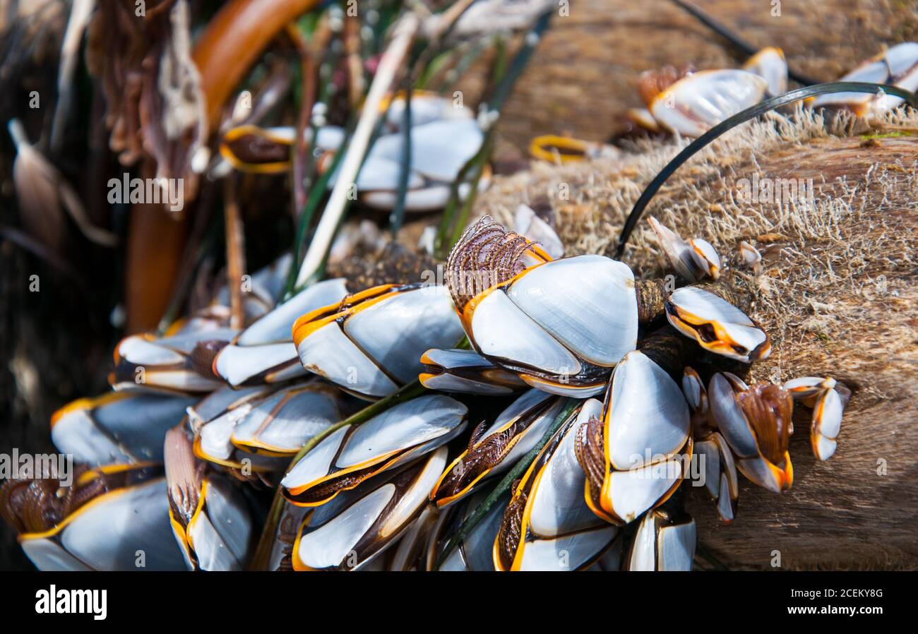 Coastal mussels on log in this nature image. The creatures are part way ...