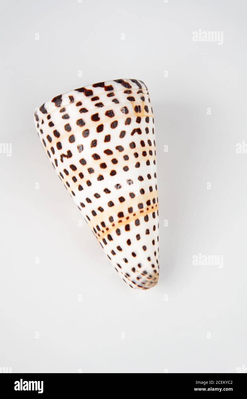 Conical shaped seashell isolated on light background. This shell has ...