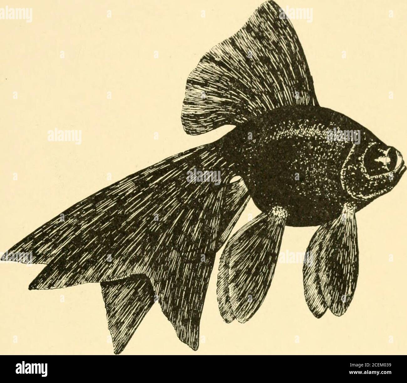 Telescopes goldfish hi-res stock photography and images - Alamy