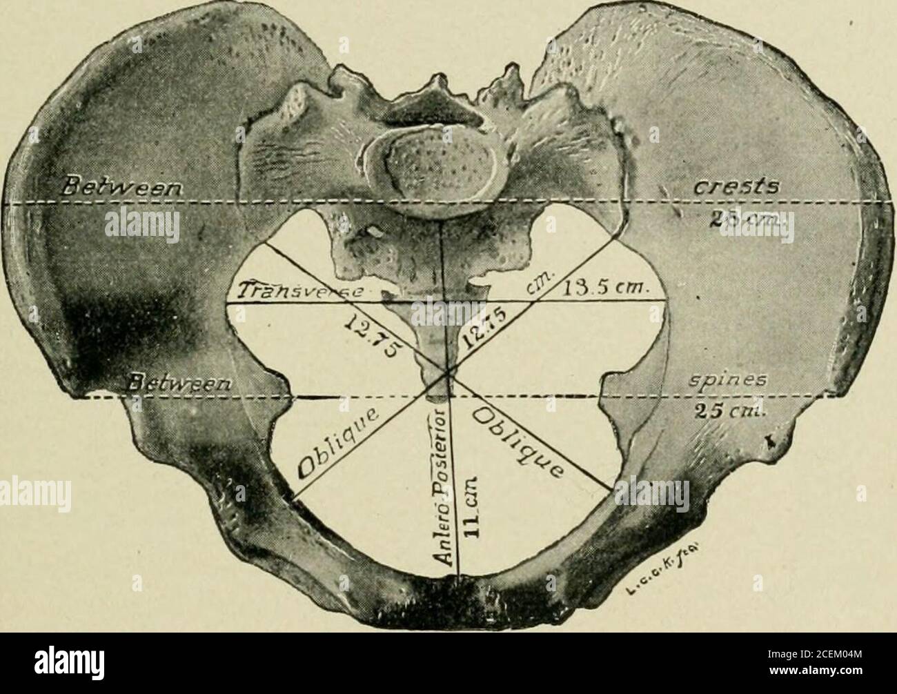 . Obstetrics for nurses. 17.—Sagittal section through normalshowing ...
