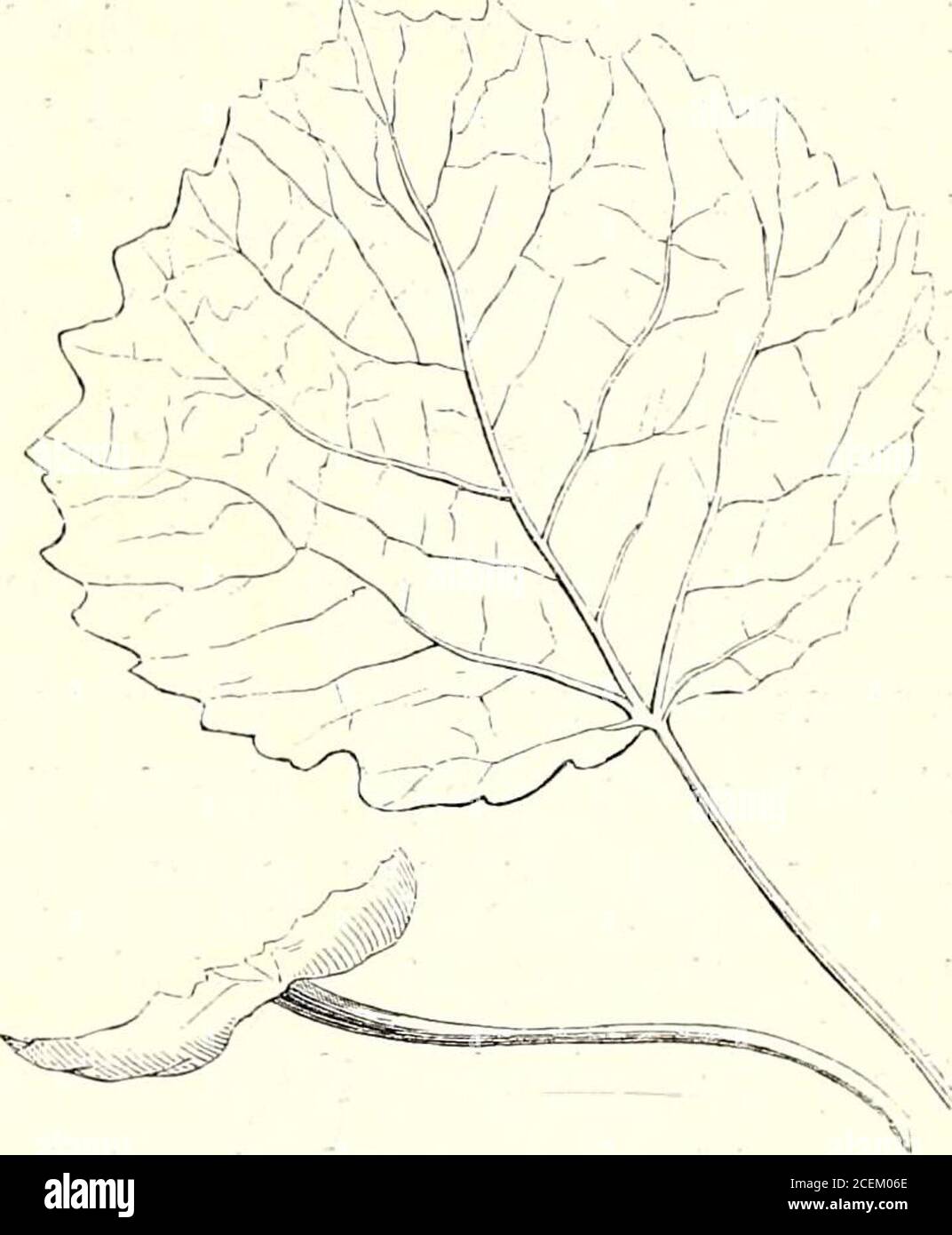 . A history of British forest-trees, indigenous and introduced. her a ...