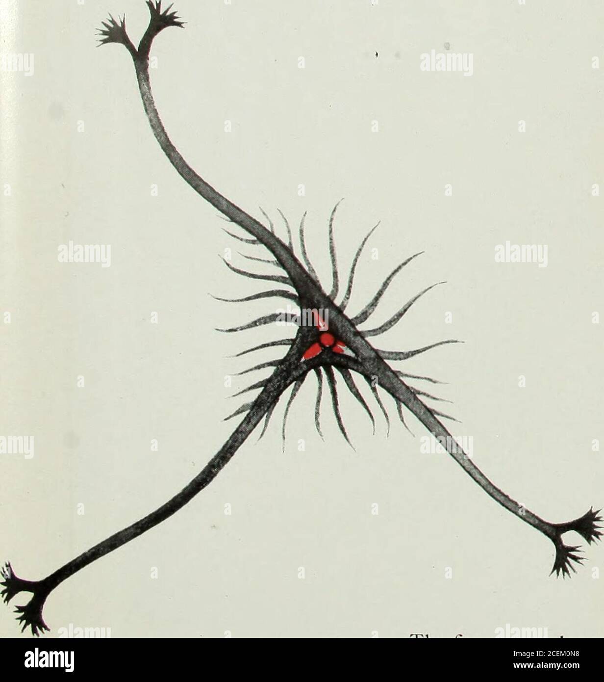 . The process of generalizing abstraction, and its product, the general ...