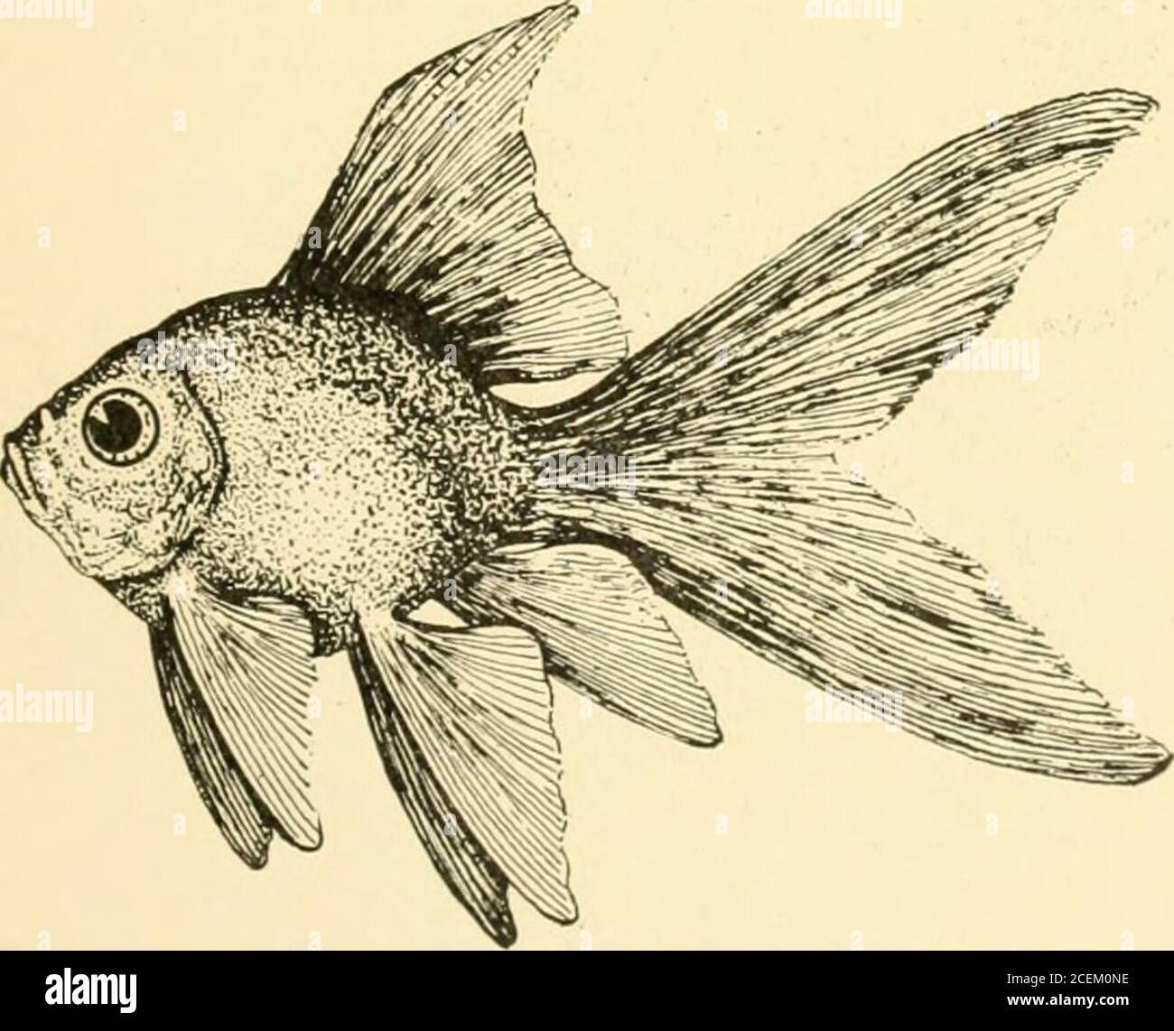 . Goldfish breeds and other aquarium fishes, their care and propagation ...