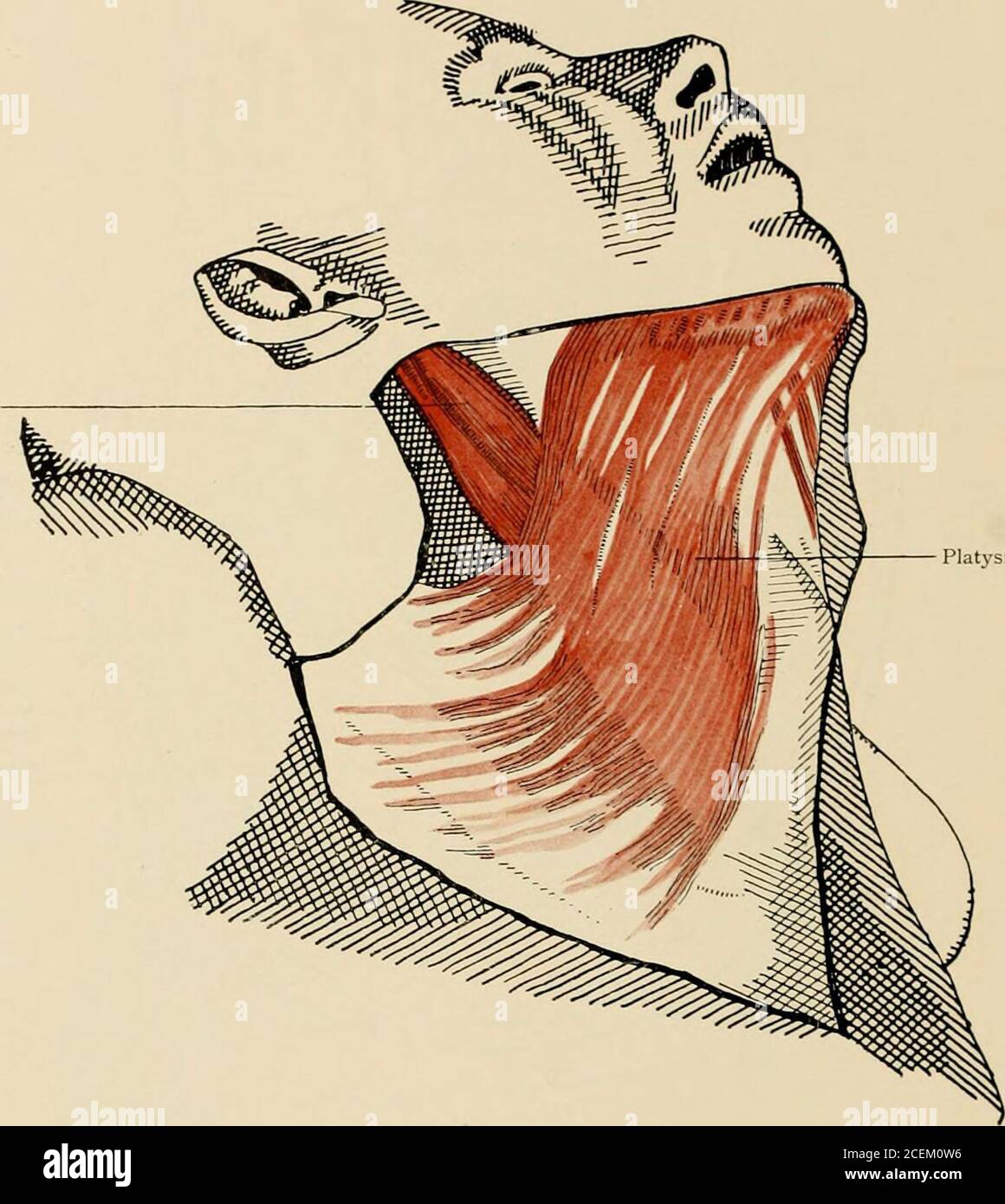 Musculi scaleni hi-res stock photography and images - Alamy