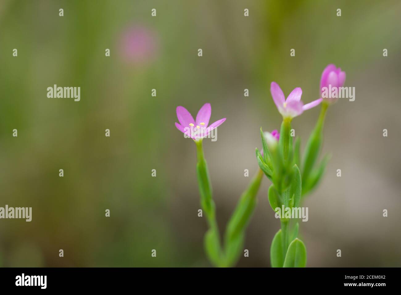 Branching Centaury Flowers in Summer Stock Photo - Alamy