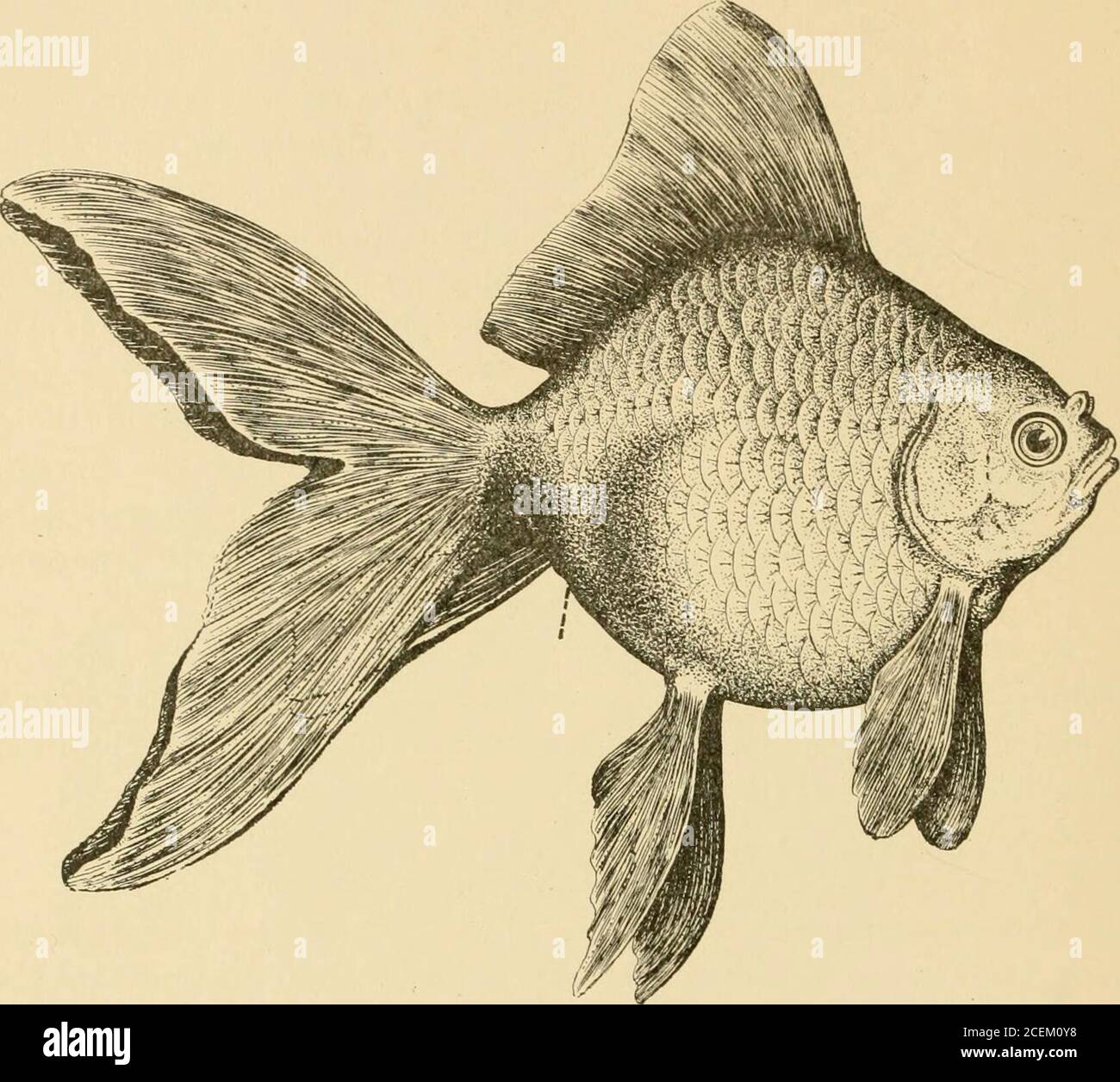 Fantail Goldfish Drawing