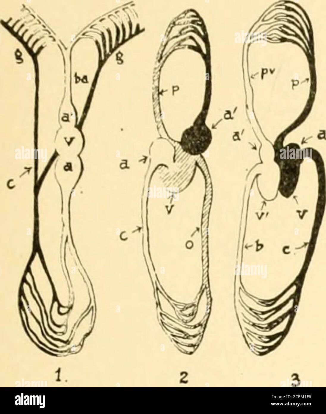 Malformed fish hi-res stock photography and images - Alamy