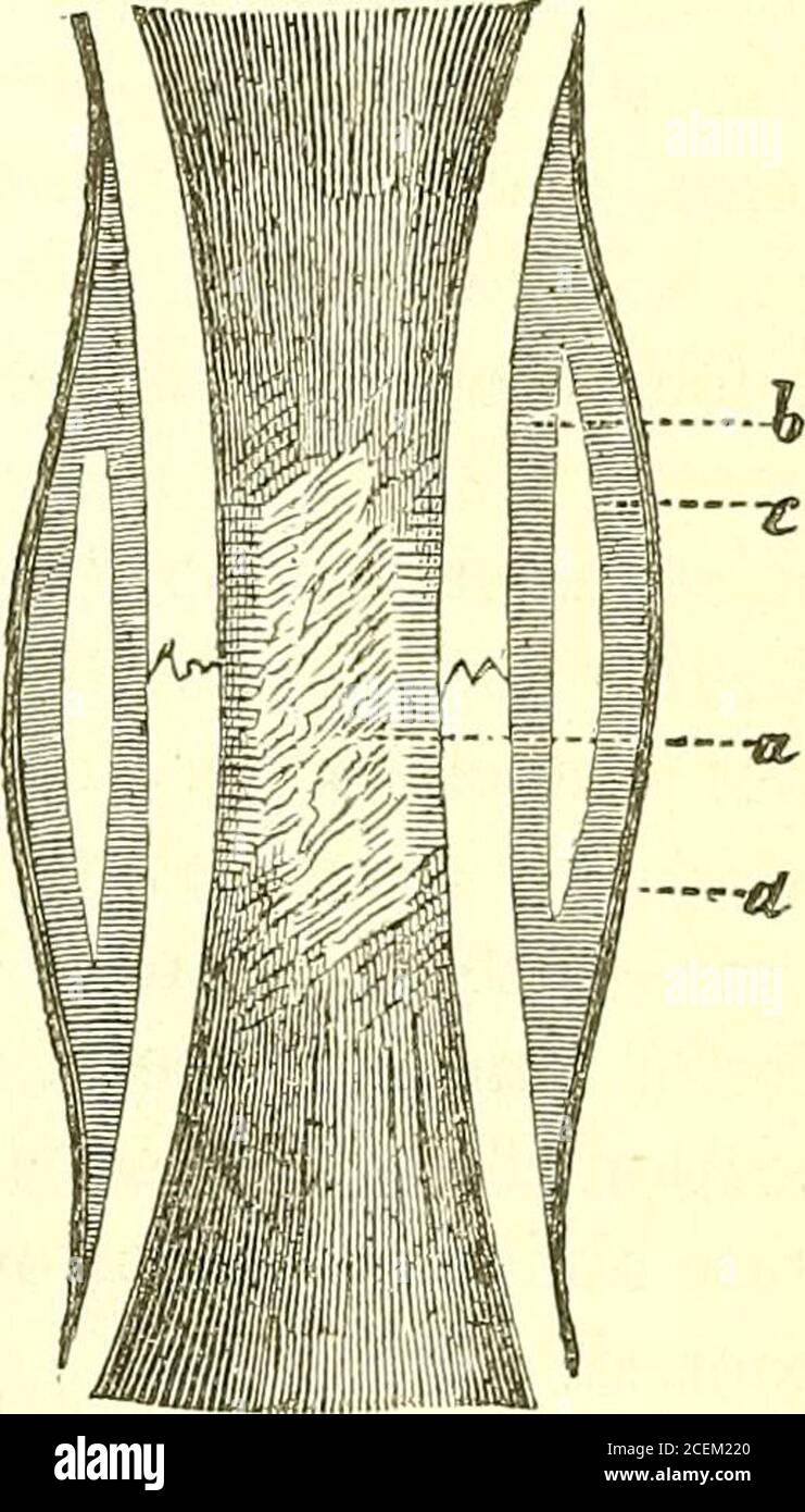 Longitudinal section of a long bone hi-res stock photography and images ...