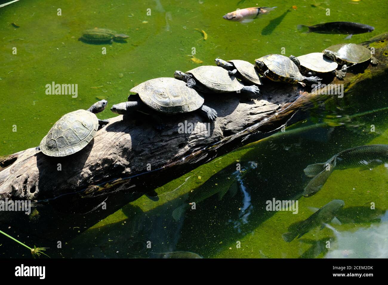 Bolivia Santa Cruz de la Sierra - Turtles line-up in Santa Cruz ...