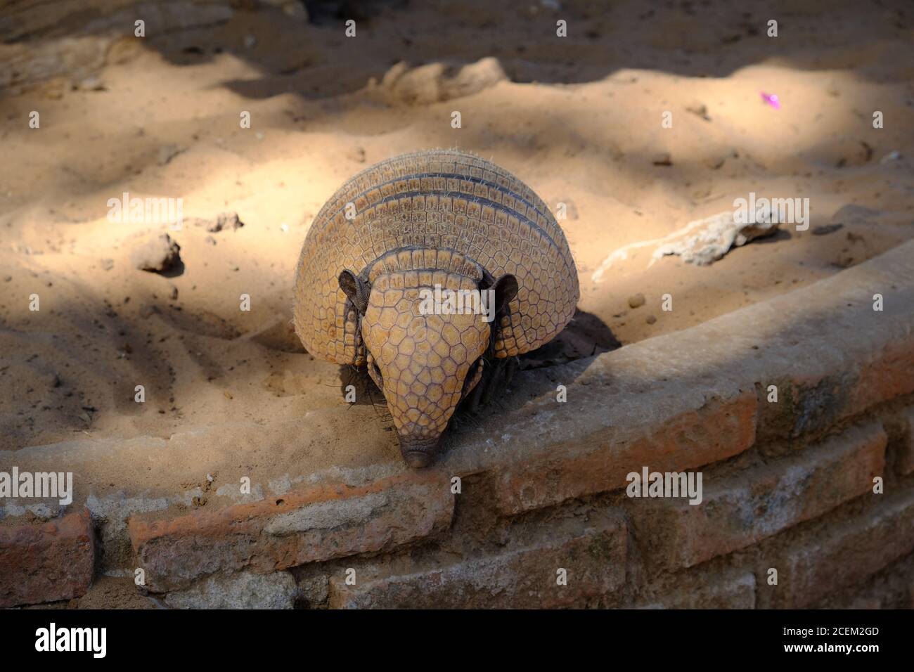 Armadillo standing hi-res stock photography and images - Alamy