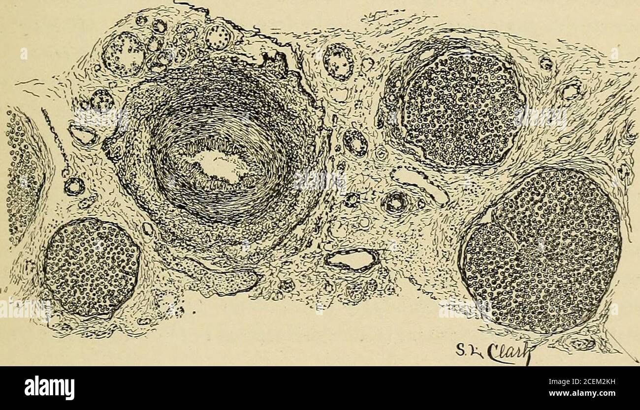 . Diseases of the nervous system : for the general practitioner and ...
