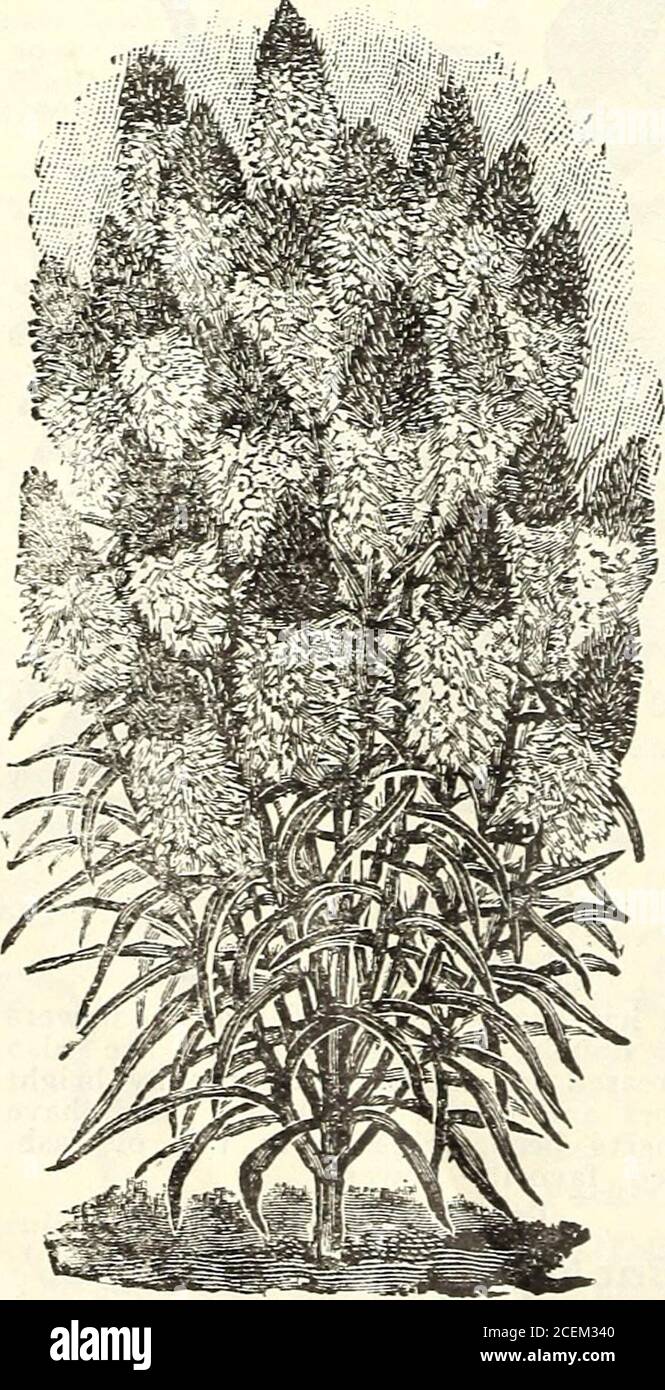 . Flowers & vegetables for 1920 springtime. Tecoma Velutina. It bears ...