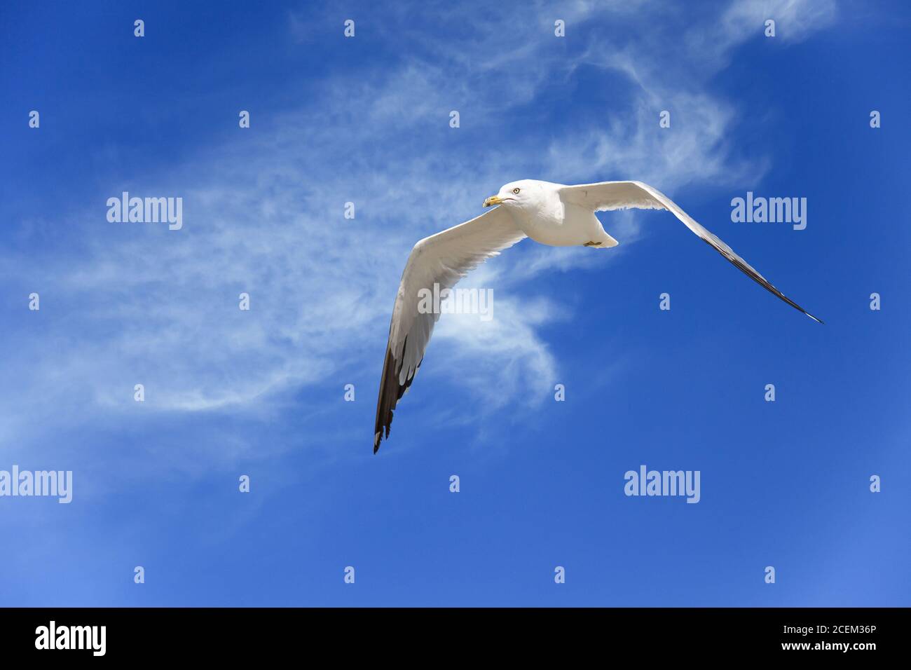 Western Gull (Larus occidentalis) flying over Pacific ocean in Ensenada ...