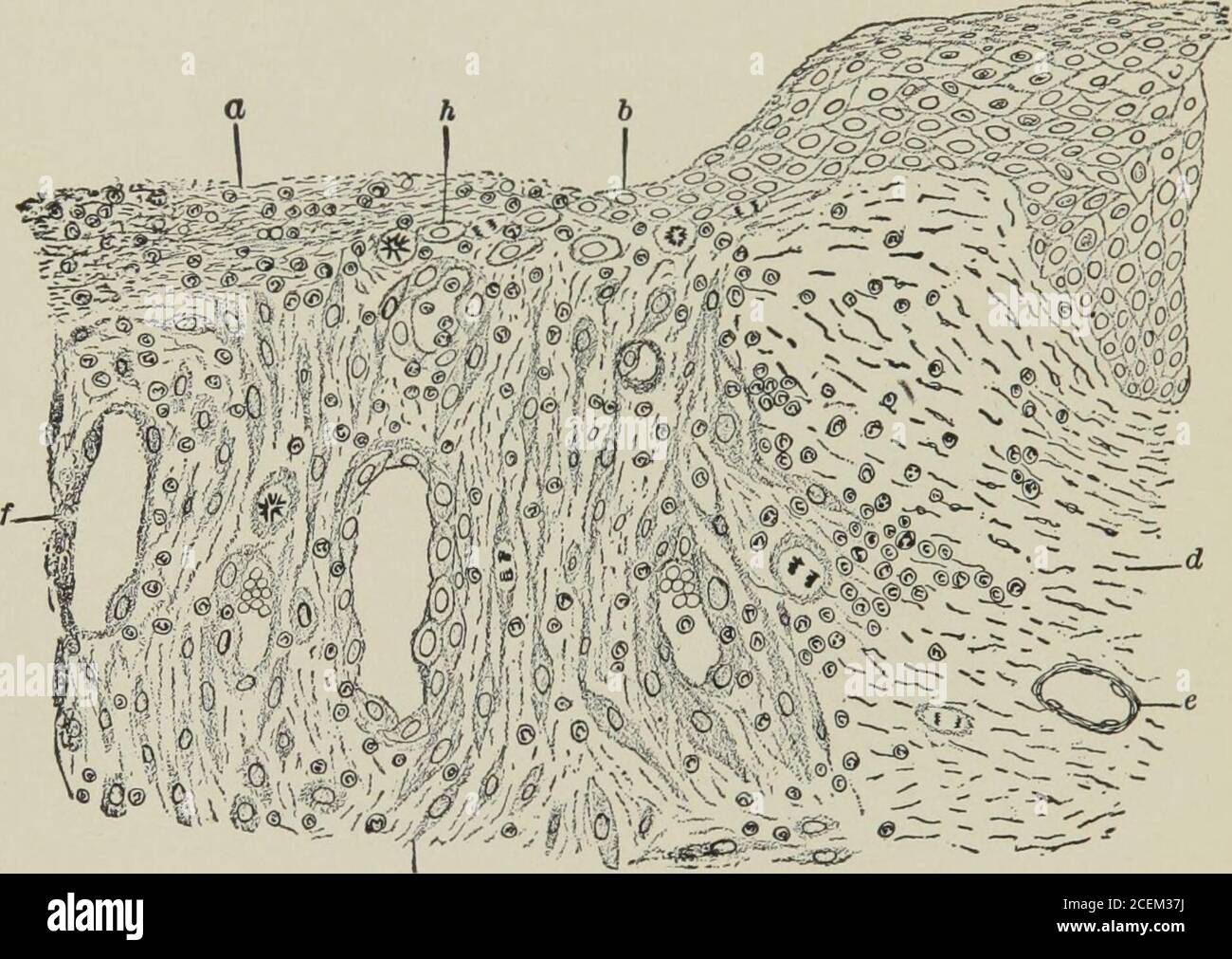 Emaciation digestive functions hi-res stock photography and images - Alamy