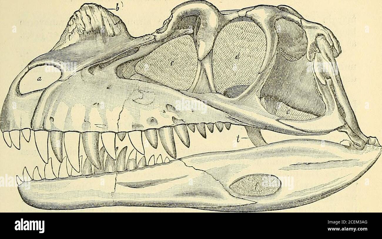 . Geological magazine. all known Dinosaurs. The quadrato-jugal is an L ...