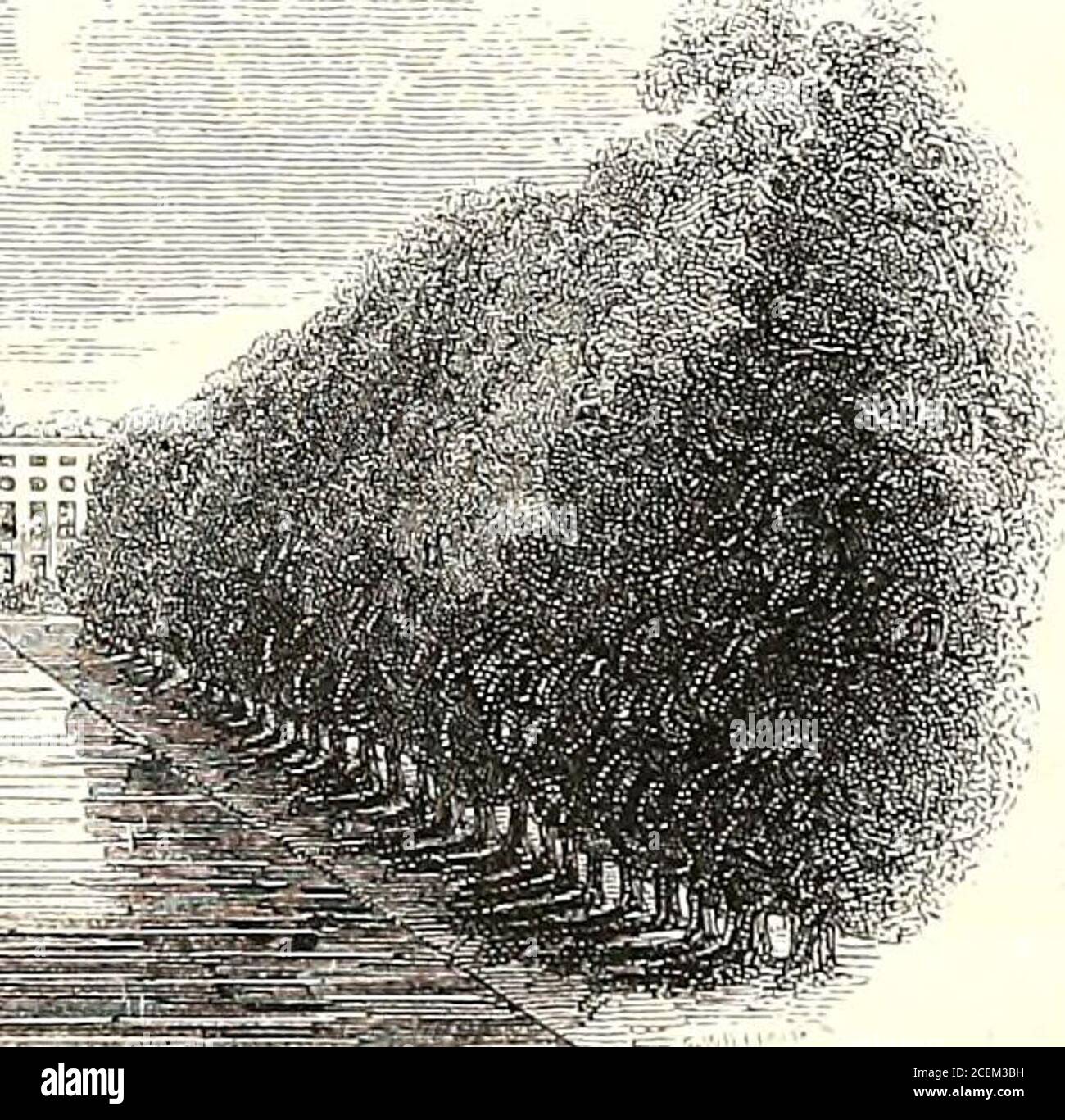 . A history of British forest-trees, indigenous and introduced. 134 i ...