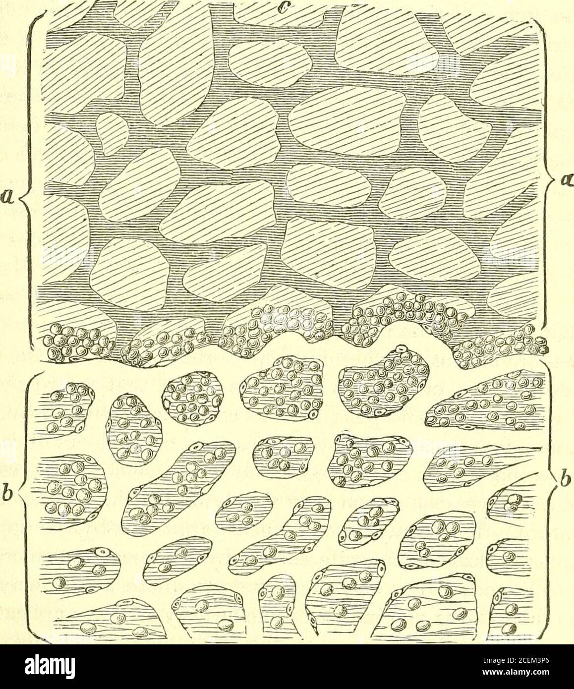 Granulation border hi-res stock photography and images - Alamy