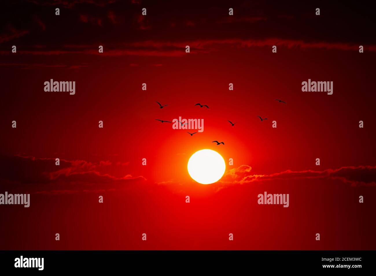 Big sun and flock of birds . Majestic African Sunset Stock Photo - Alamy