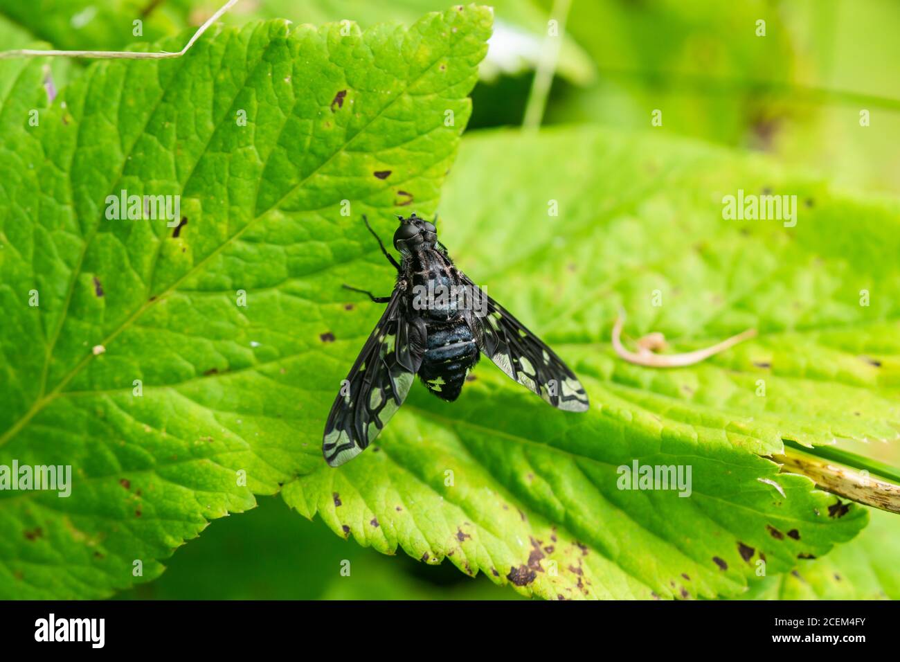 Tiger bee fly hi-res stock photography and images - Alamy