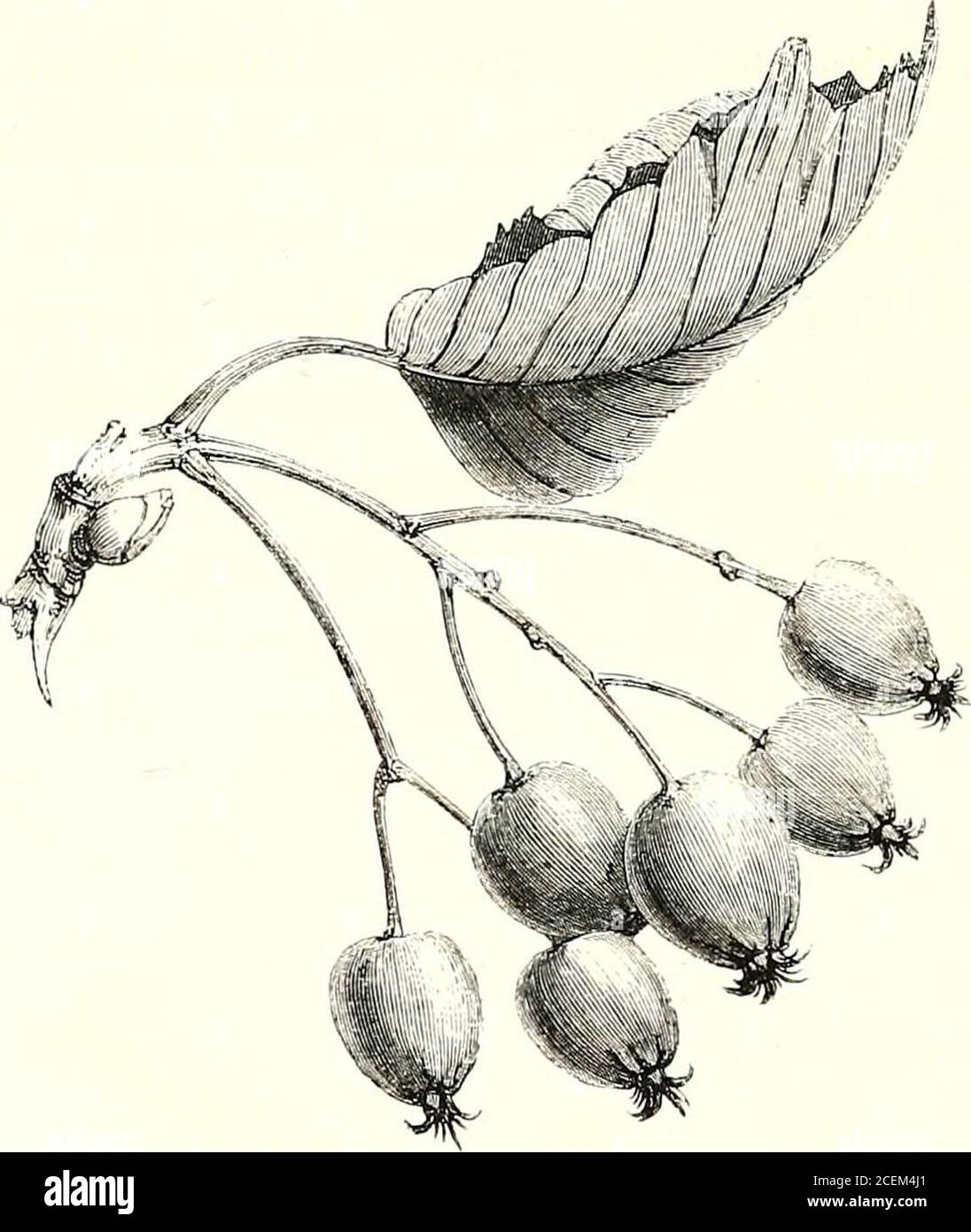 Two different fruit specimens hi-res stock photography and images - Alamy