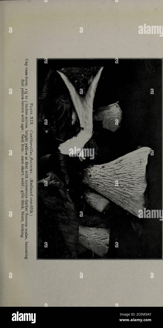 Floccose scales hi-res stock photography and images - Alamy