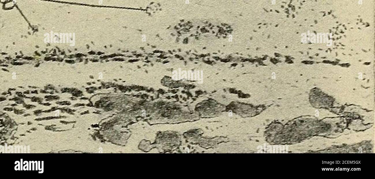 Salvarsan hi-res stock photography and images - Alamy