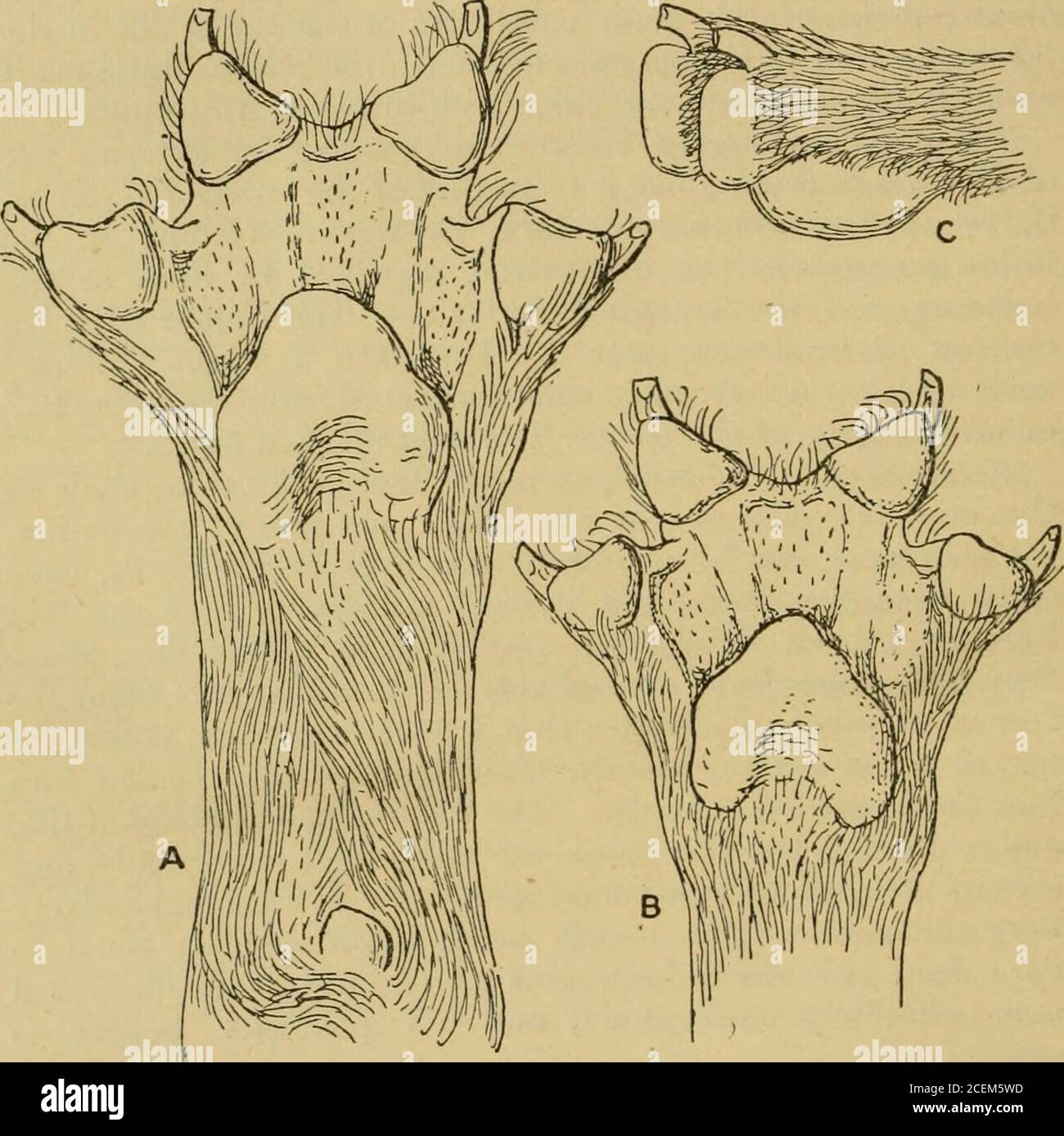 Luroidea hi-res stock photography and images - Alamy