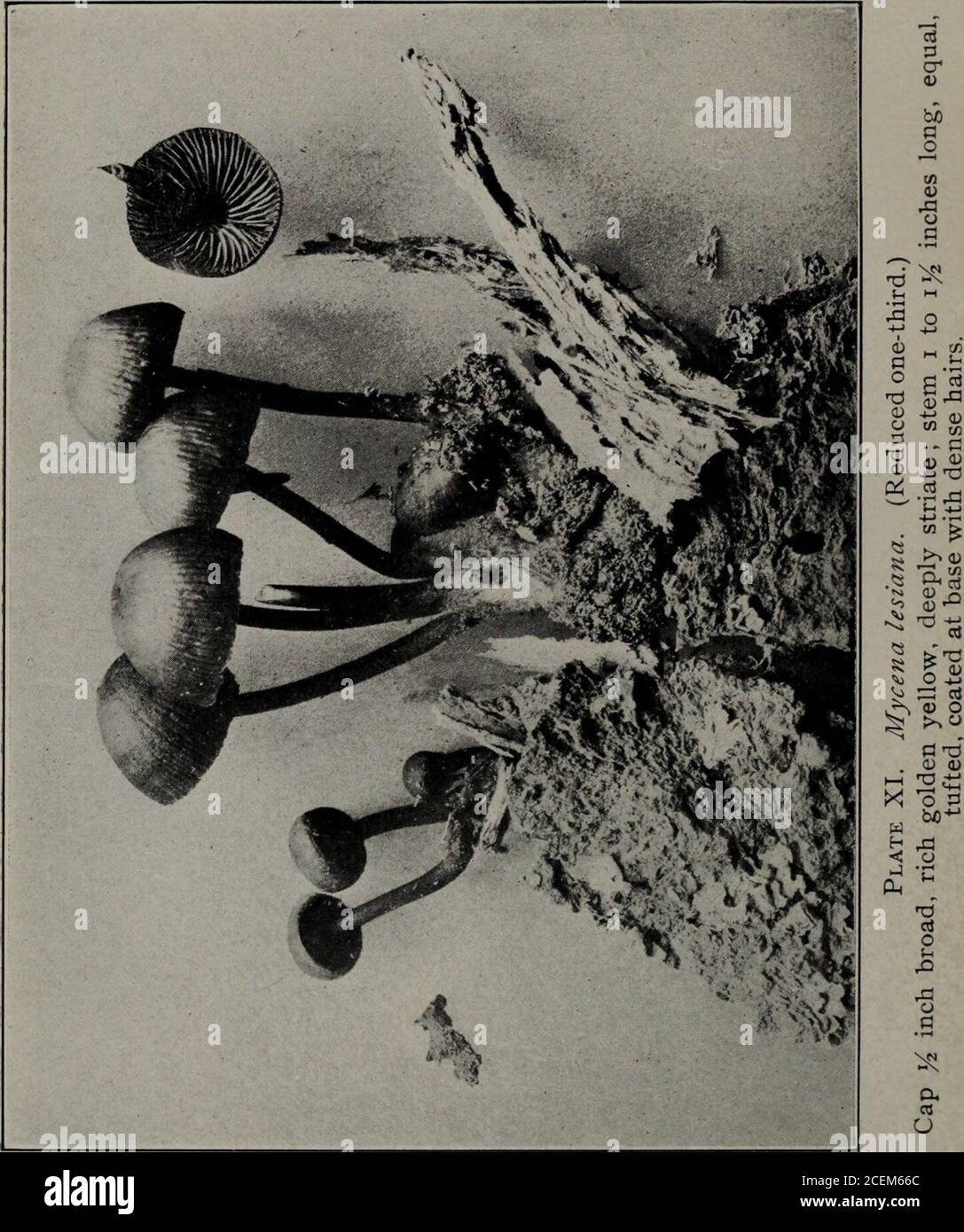 Wide fungi stem hi-res stock photography and images - Alamy