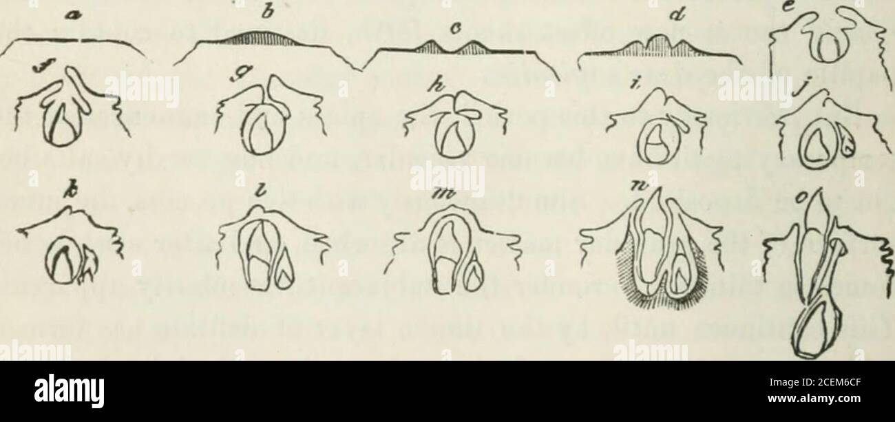 . The principles and practice of dental surgery. thefirst permanent ...