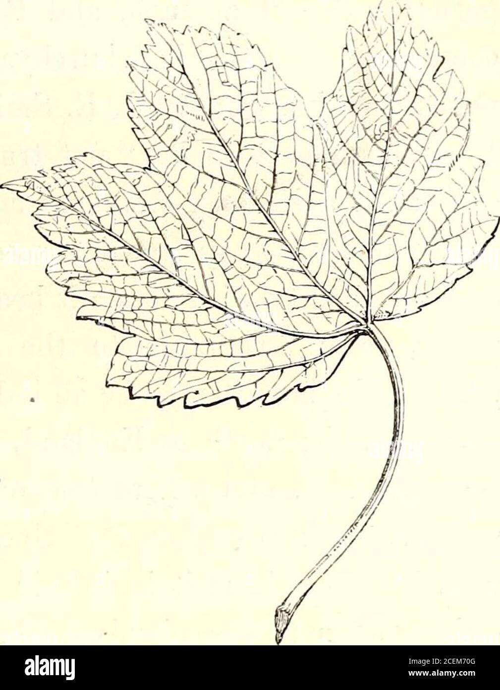 Sycamore platanus sp hi-res stock photography and images - Alamy