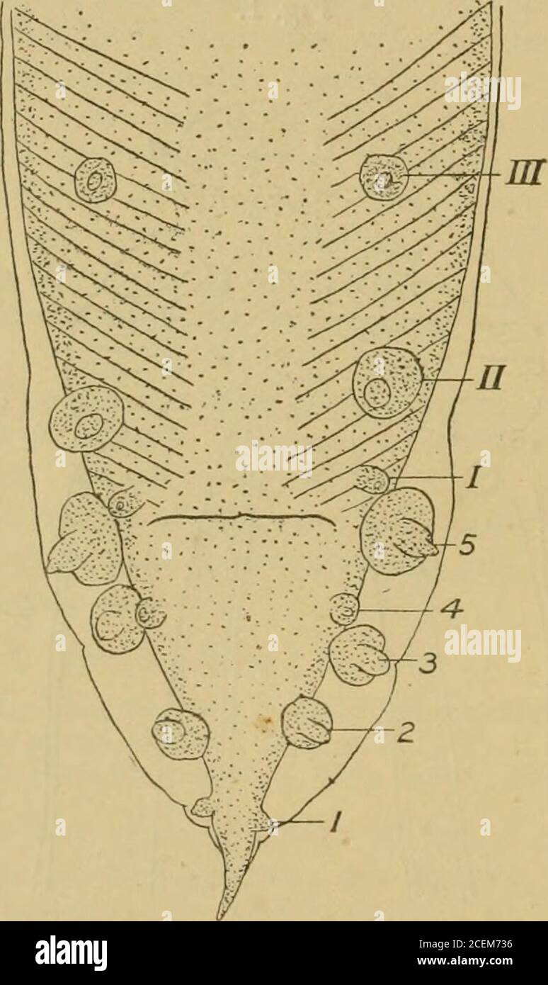 . The Annals and magazine of natural history; zoology, botany, and ...