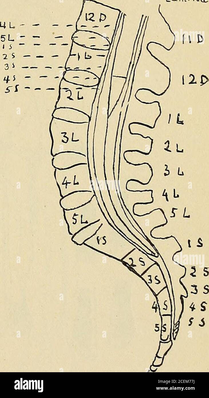 Sacral roots hi-res stock photography and images - Alamy