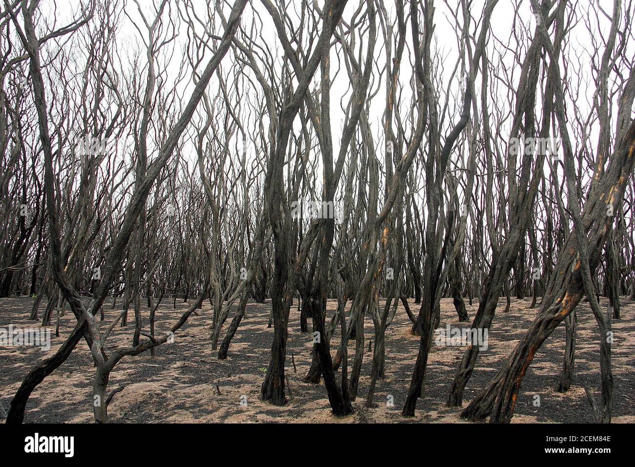 Australian Bushfire Damage Stock Photo - Alamy