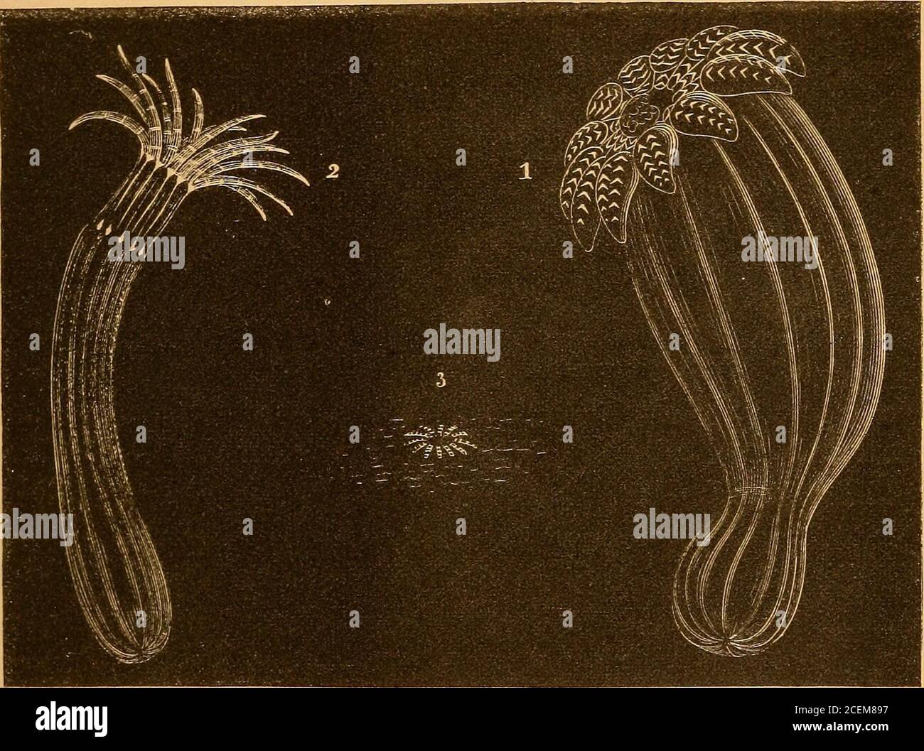 . Ocean wonders: a companion for the seaside. owths, each somewhat ...